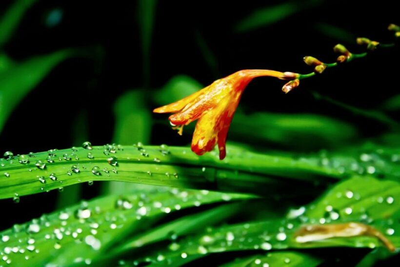Madeira Island: Caldeirão Verde Levada Walk - FAQ