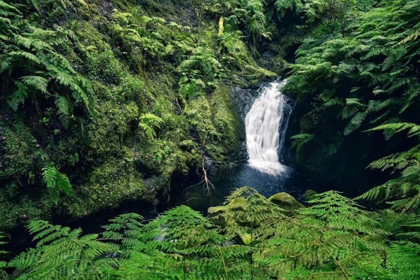 MADEIRA ISLAND WALK - HIDDEN CORNERS KINGS LEVADA - The Experience of the Guide