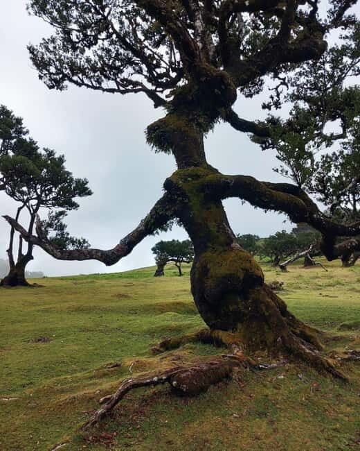 Madeira Jeep Safari Tour with Fanal Forest and Natural Pools - Why This Tour Works for Different Travelers