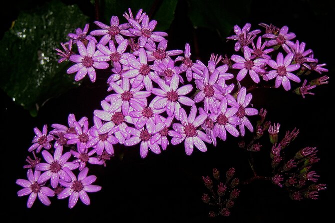 Madeira Levada Walk - Rabacal Lakes and Fountains - Waterfalls and Scenic Views