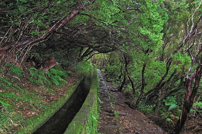 Madeira Levada Walk - Rabacal Lakes and Fountains - What to Expect During the Tour