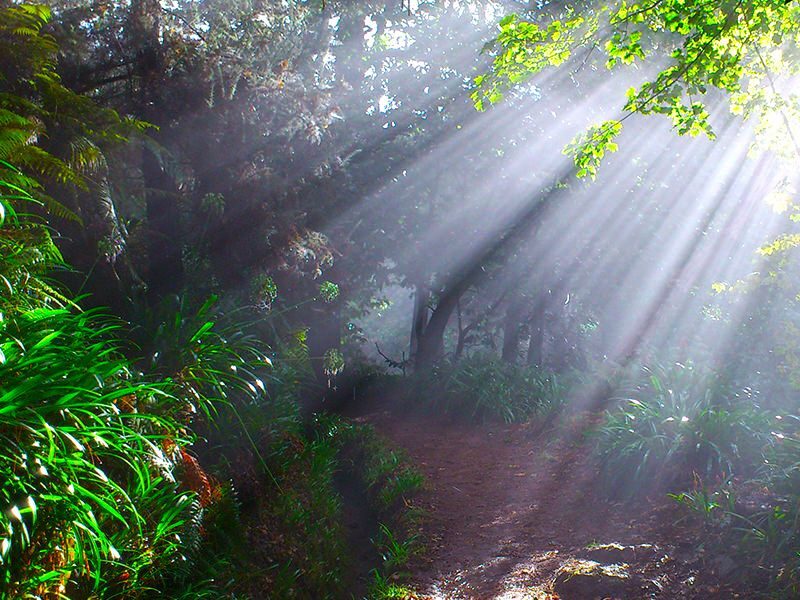 Madeira: Paradise Valley Levada Walk - Authenticity and Value