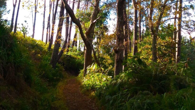 Madeira: Paradise Valley Levada Walk - Practical Considerations