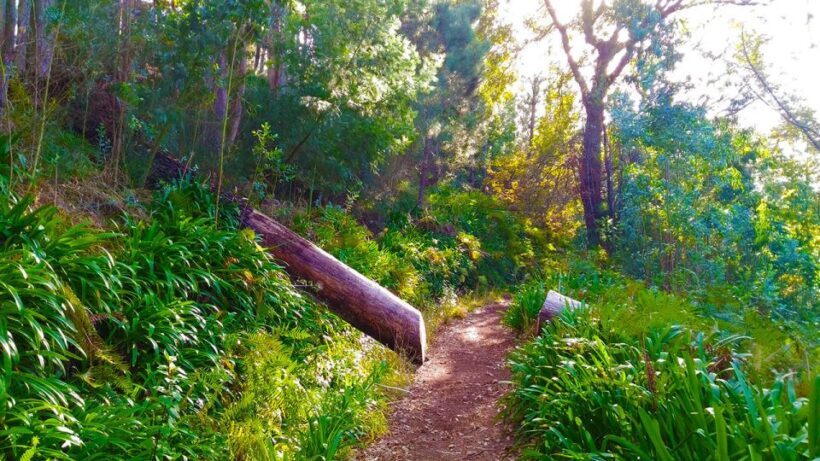 Madeira: Paradise Valley Levada Walk - The Sum Up