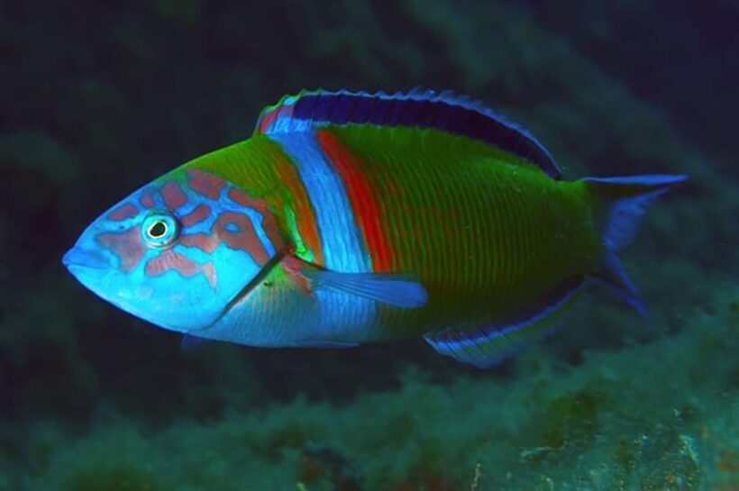 Madeira, Ponta São Lourenço: Scuba Diving for Beginners - The Sum Up