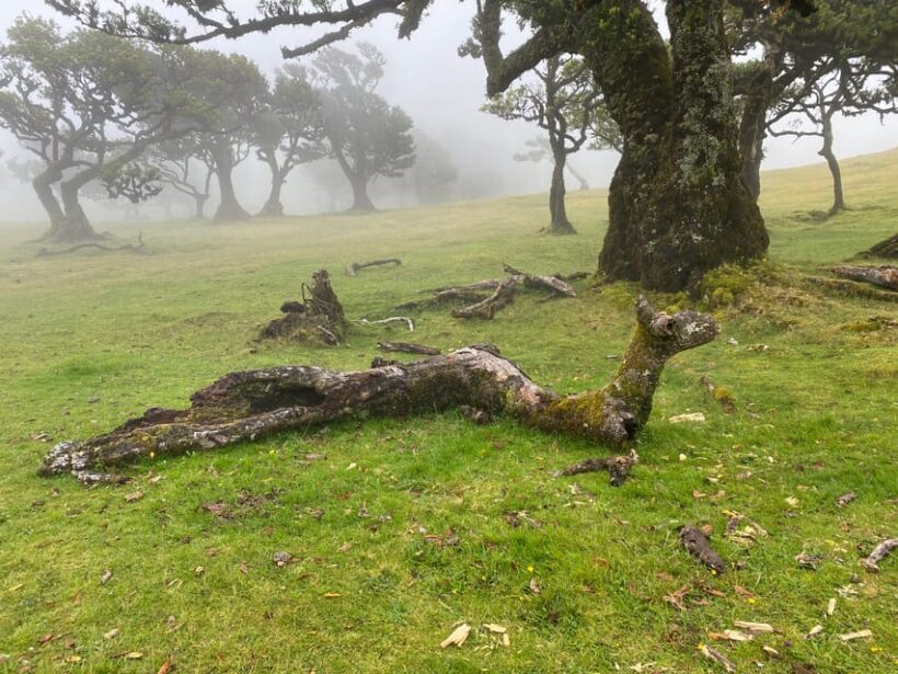 Madeira private 4x4 tour: North-West Coast - Authenticity and Value