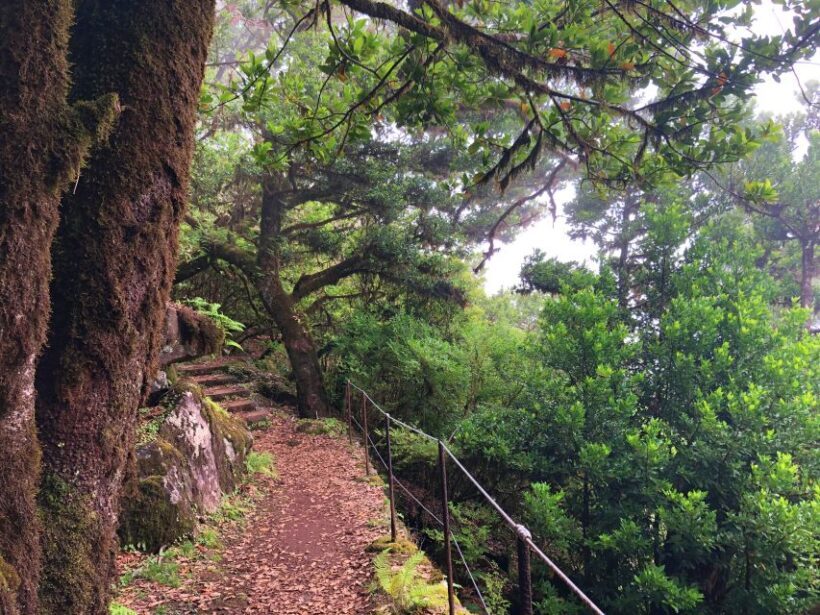 Madeira: Private Guided Vereda do Fanal Walk PR13 - Transportation and Comfort