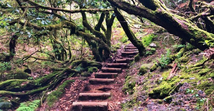 Madeira: Private Guided Vereda do Fanal Walk PR13 - The Sum Up