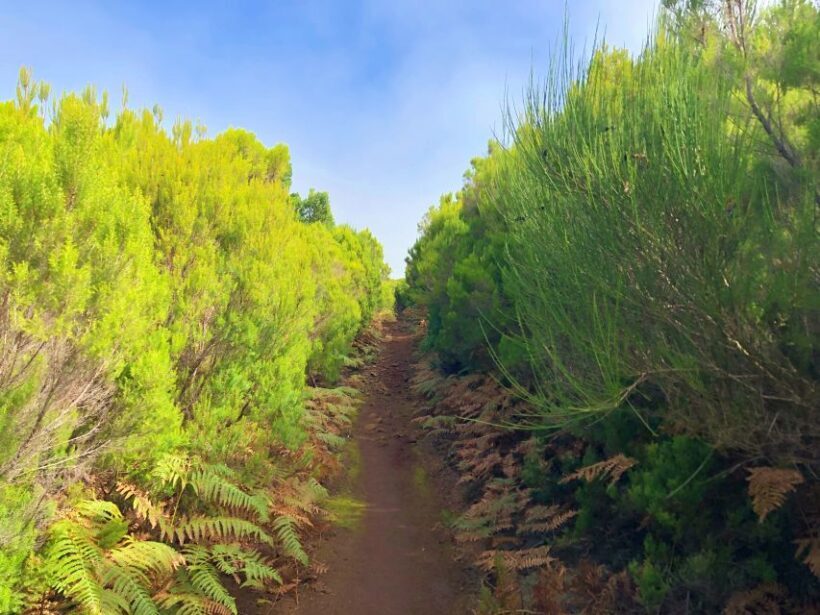 Madeira: Private Guided Vereda do Fanal Walk PR13 - FAQ