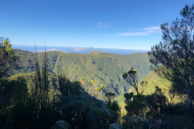 Madeira: Private Guided Walk Vereda Fanal PR13 - Authentic Experiences Highlighted in Reviews