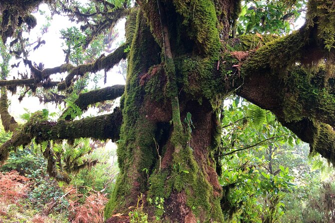 Madeira: Private Guided Walk Vereda Fanal PR13 - The Sum Up