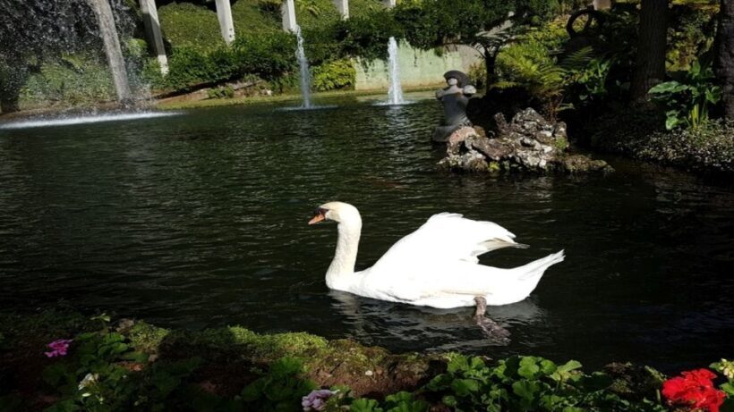 Madeira: Private Half-Day Guided Gardens Tour - The Sum Up