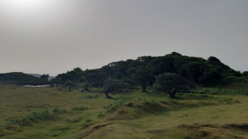 Madeira: Private Tour of Fanal Forest - Introduction