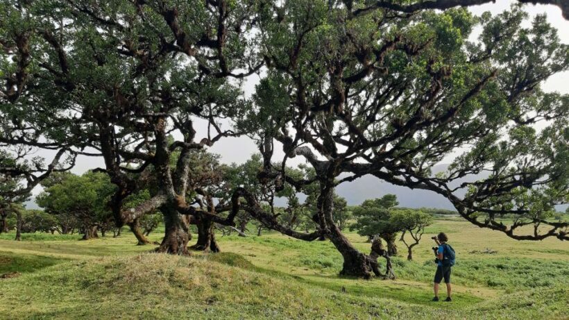 Madeira: Private Tour of Fanal Forest - Authentic Experience and Genuine Value