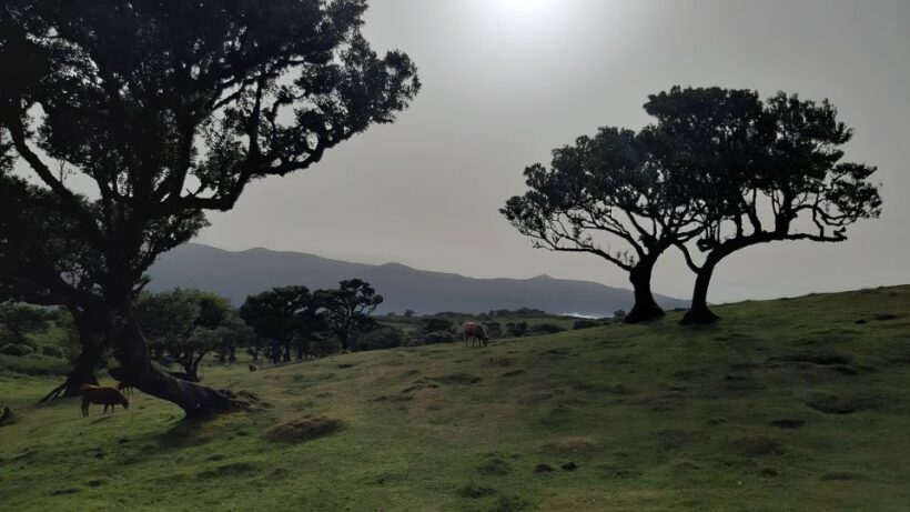 Madeira: Private Tour of Fanal Forest - Who Is This Tour Best For?