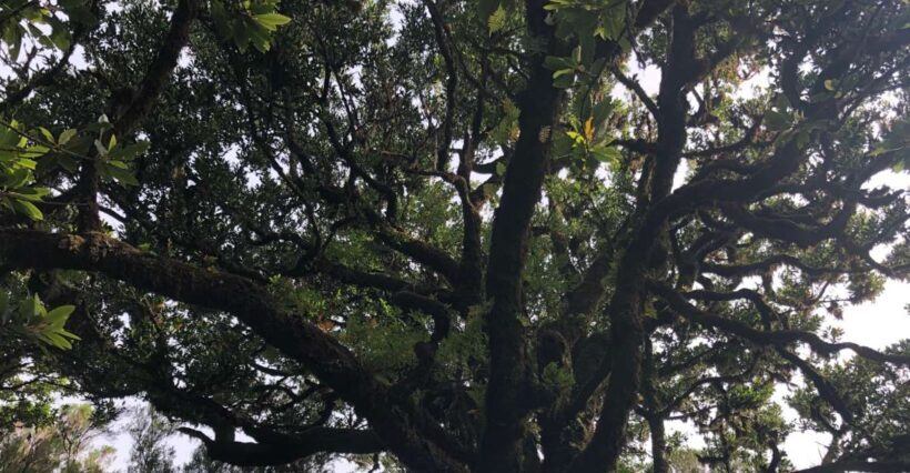 Madeira: Private Tour of Fanal Forest - FAQ