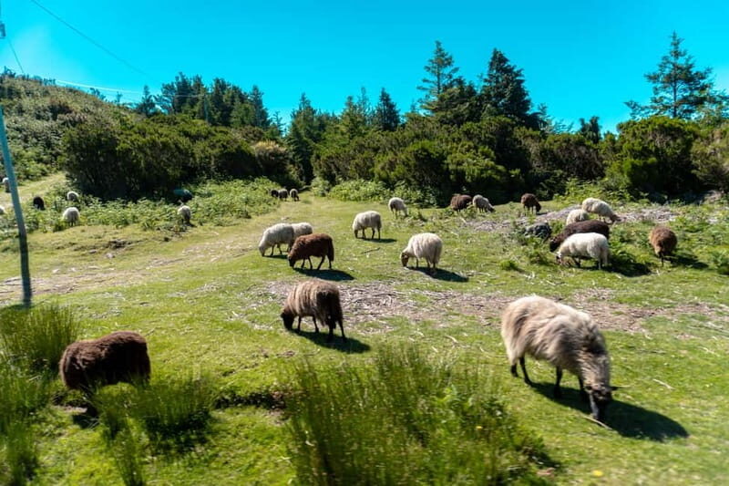 Madeira: Santana Jeep Safari and Balções Levada Walk - The Perfect Tour for Active, Curious Travelers