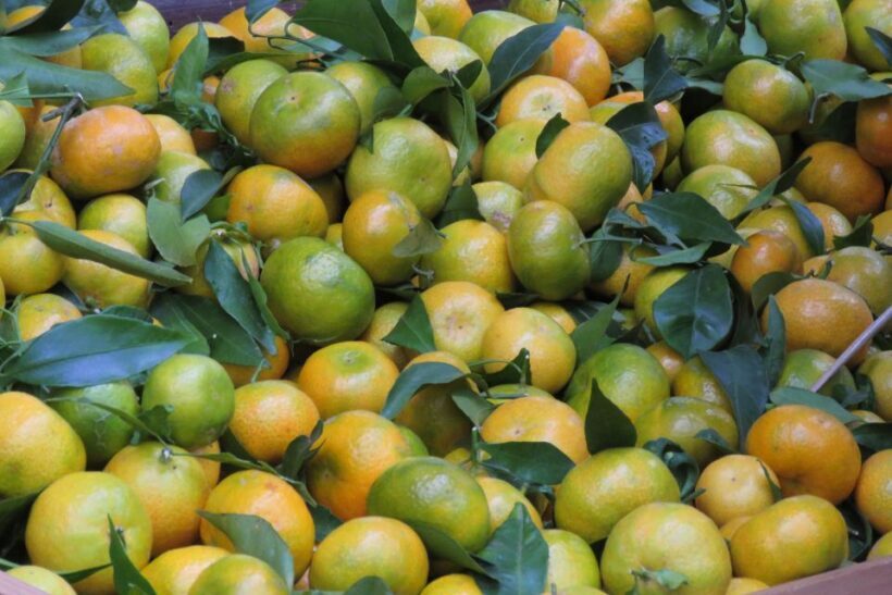 Madeira : Santo de Serra Local Farmers' Market half day trip - FAQs