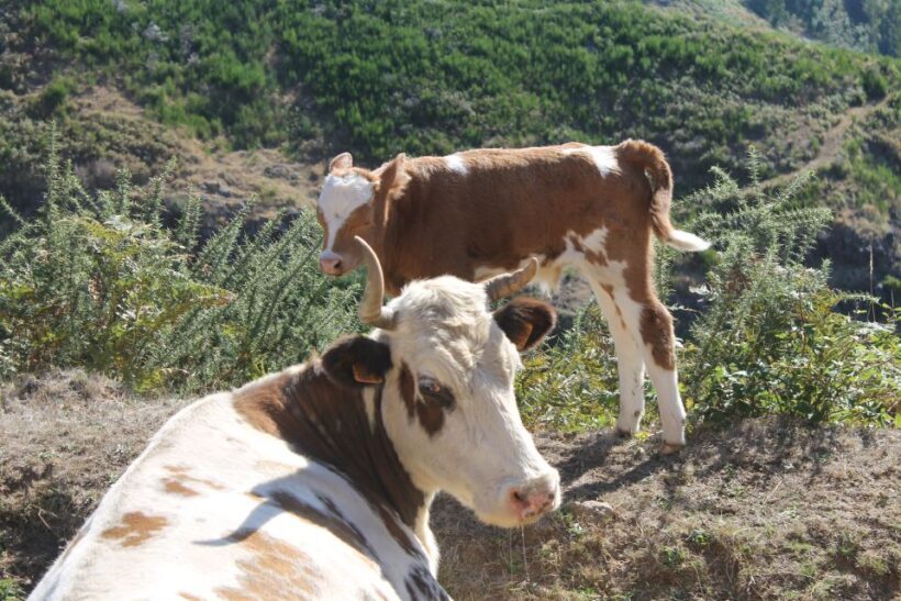 Madeira : Southwest coast, Run & Anjo´s Waterfall 4x4 Tour - Practical Tips for Participants
