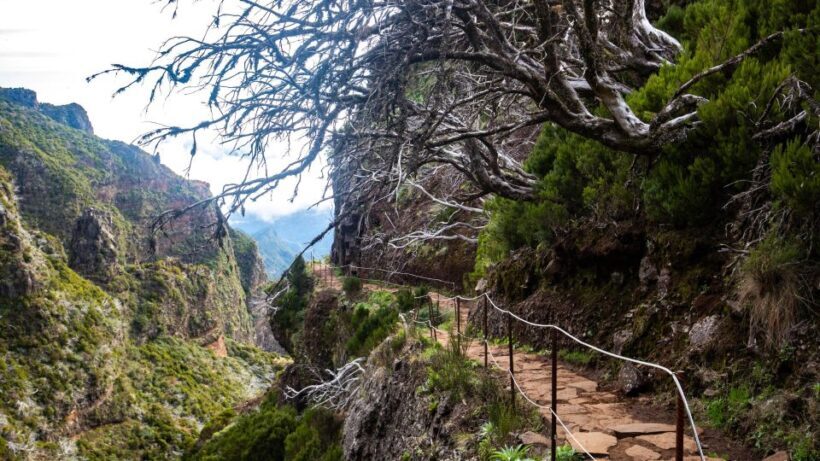 Madeira Stairway to Heaven to Larano Hike Mountain to Sea - Authentic Reviews and What Travelers Say