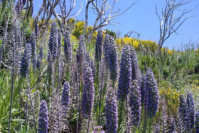 Madeira Sunrise (Ponta De Sao Lourenco) Private Tour - Accessibility Considerations