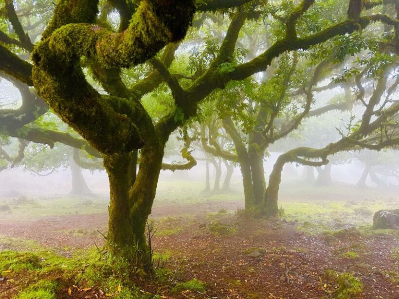 Madeira: Western Madeira Guided Trip & Fanal Mystic Forest - Porto Moniz: Volcanic Pools and Lunch Break
