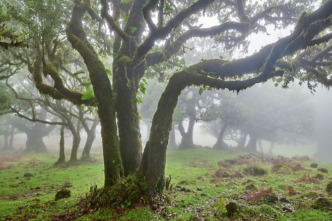 Madeira Westside Achadas Da Cruz, Porto Moniz, Seixal and Fanal - Key Points