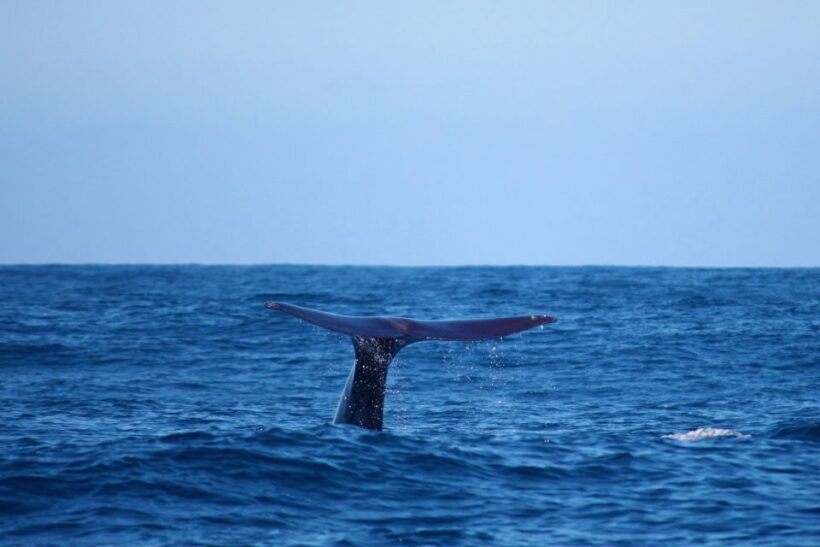 Madeira: Whale and Dolphin Watching Private Cruise - Who Will Love This Tour?