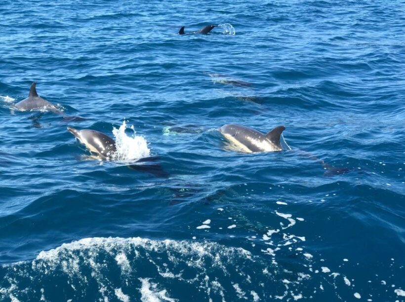 Madeira: Whale and Dolphin Watching Private Cruise - Practical Considerations and Tips