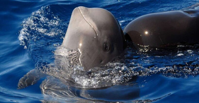 Madeira: Whale and Dolphin Watching Tour - The Value of the Madeira Whale and Dolphin Tour