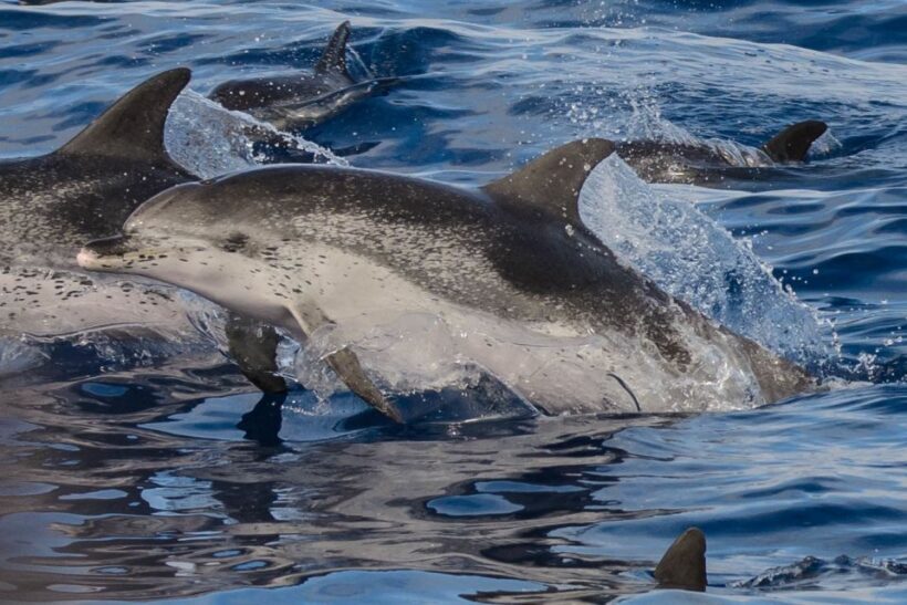 Madeira: Whale and Dolphin Watching Tour - FAQs