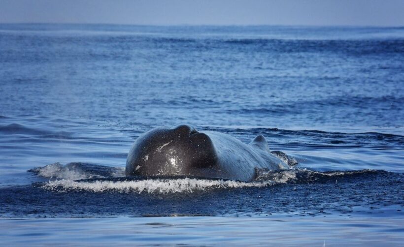 Madeira: Whale Watching Excursion in a Traditional Vessel - An Authentic Madeira Marine Adventure