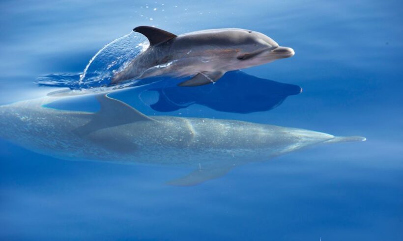 Madeira: Whale Watching Excursion in a Traditional Vessel - Final Thoughts on Value and Experience