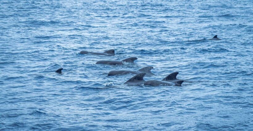 Madeira : Whales and Dolphins wooden boat excursion - Key Points