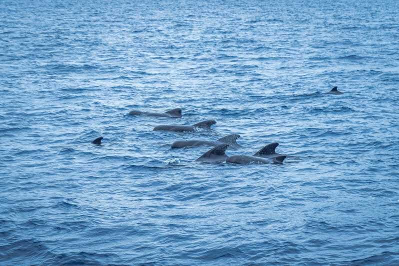 Madeira : Whales and Dolphins wooden boat excursion - The Experience: What You Can Expect