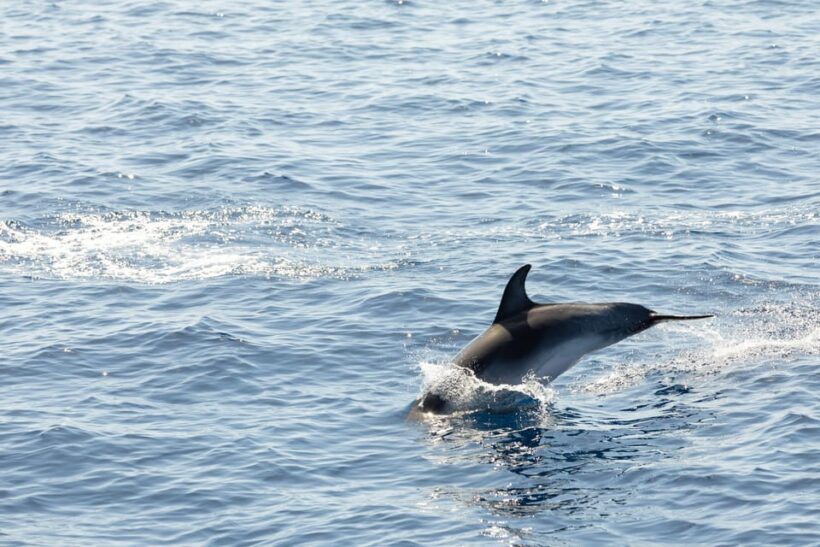 Madeira : Whales and Dolphins wooden boat excursion - The Sum Up