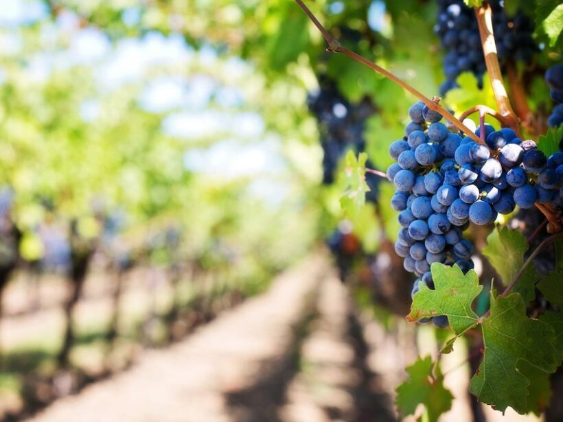 Madeira: Wine Safari Jeep Tour with Local Guide - The Sum Up