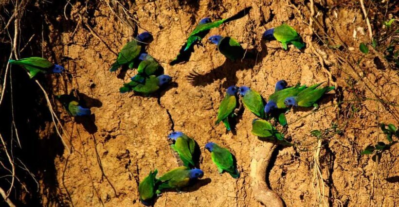 Madre de Dios: Adventure in Tambopata Jungle 3Days/2Nights - Key Points