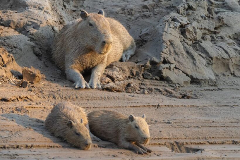 Madre de Dios: Adventure in Tambopata Jungle 3Days/2Nights - What’s Included and What’s Not