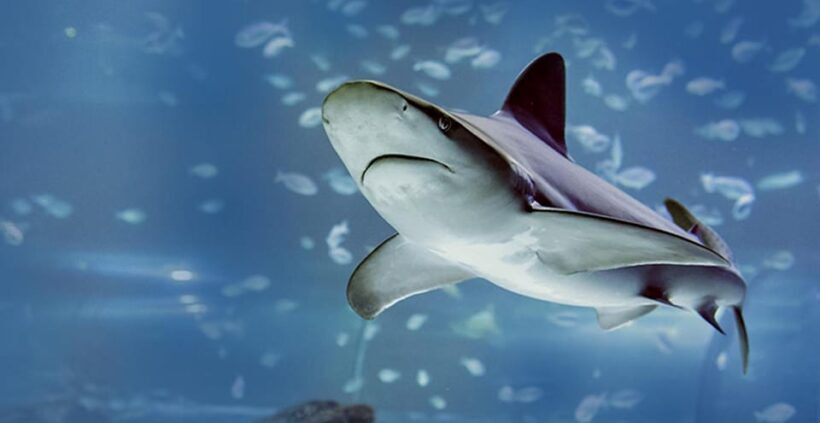Madrid: Atlantis Aquarium Entry Ticket - What the Reviews Say