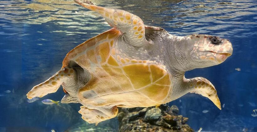 Madrid: Atlantis Aquarium Entry Ticket - Practical Tips for Visiting