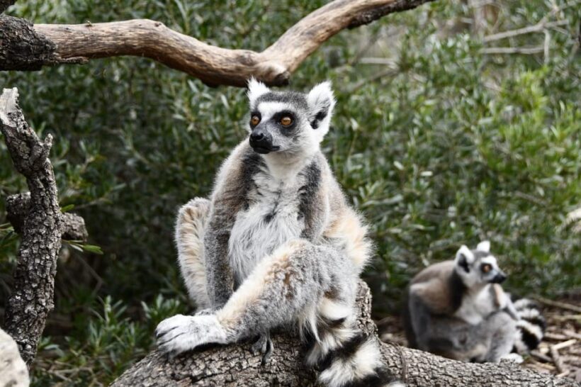 Madrid: Faunia Entry Ticket - Discovering Faunia: A Closer Look at the Experience