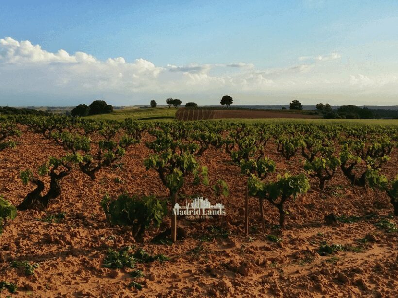 Madrid: Luxury Winery Emilio Moro Tour - The Sum Up