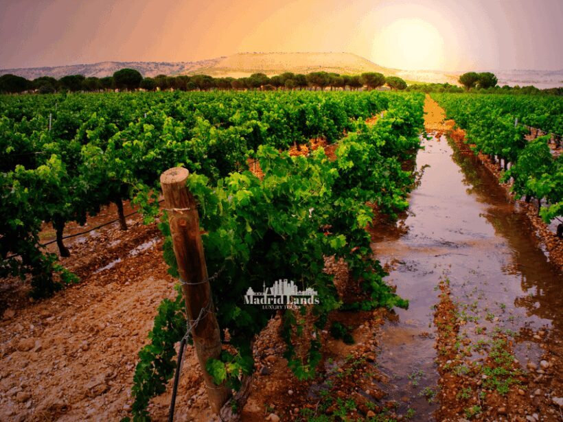 Madrid: Luxury Winner and Ribera del Duero Tour - A Step-by-Step Breakdown of the Itinerary