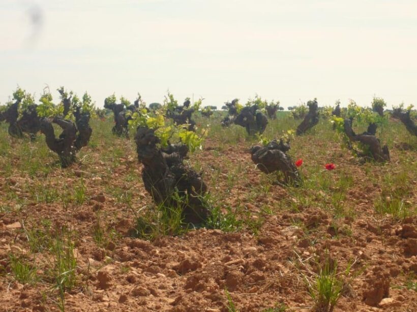 Madrid: Regional Madrid Wineries Guided Tour and Tastings - The Sum Up