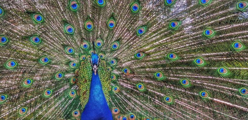 Madrid: Retiro Park Guided Tour with a Photographer - An In-Depth Look at the Tour Experience