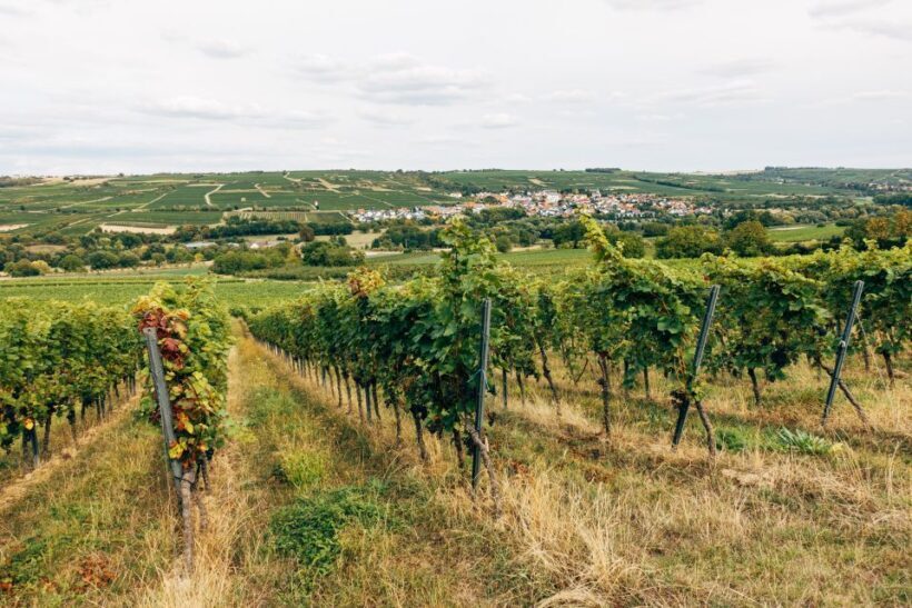 Madrid: Ribera and Rioja Wine Private Trip with Tastings - Key Points