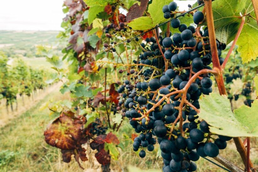 Madrid: Ribera and Rioja Wine Private Trip with Tastings - An In-Depth Look at the Experience