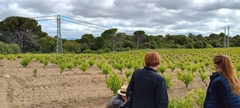 Madrid Winery Tour with Tasting & Sommelier Guide - The Sum Up