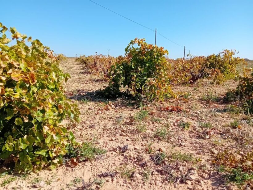 Madrid Winery Tour with Tasting & Sommelier Guide - FAQ